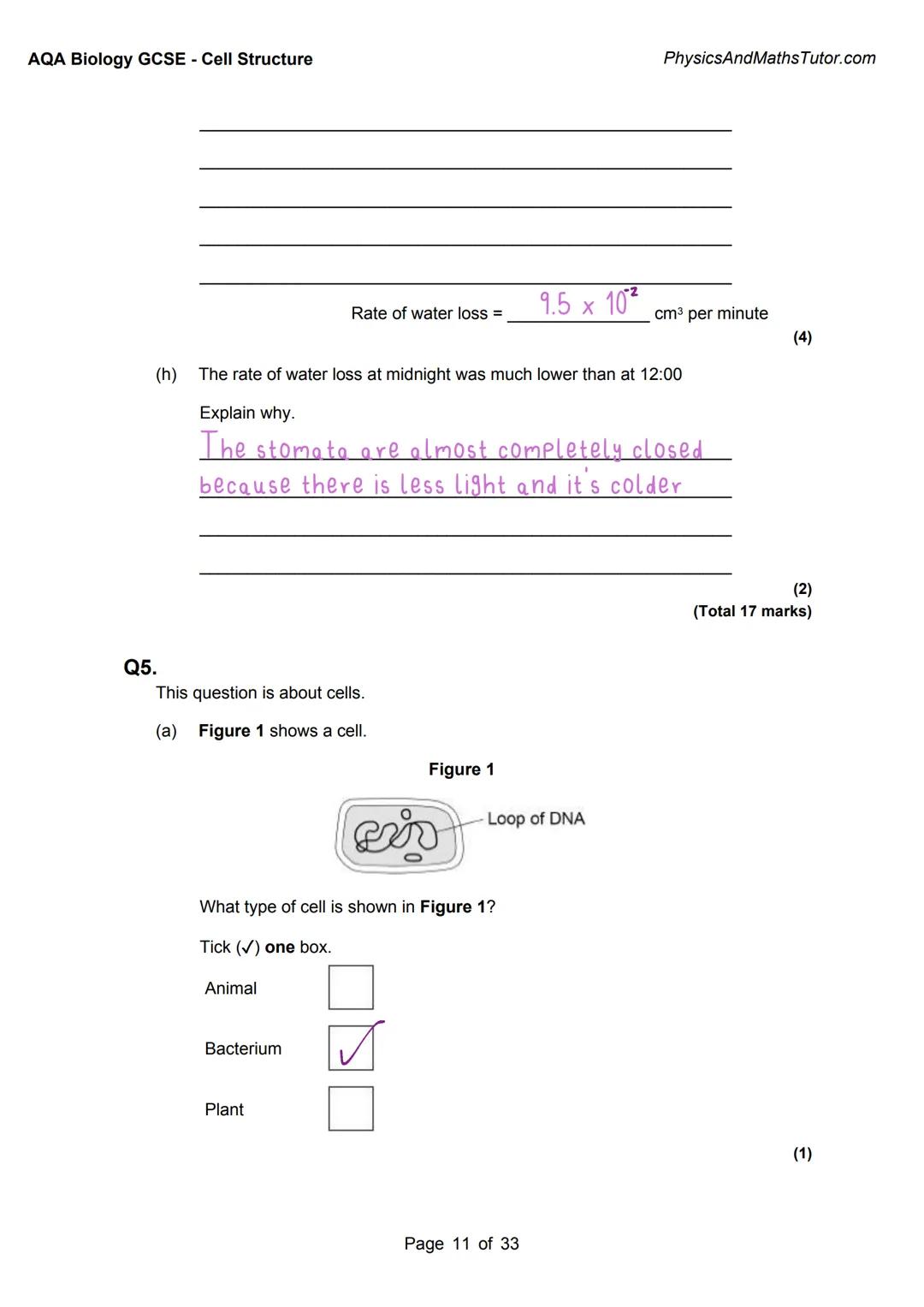 Cell Structure: Exam Questions + Answered (Biology) as PDF - Knowunity