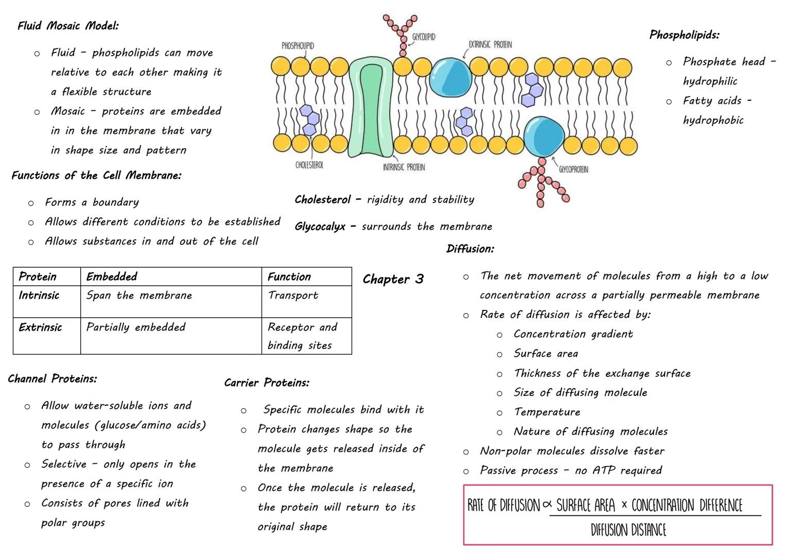 WJEC Biology A Level: Study Guides, Knowledge Organisers, and Past ...