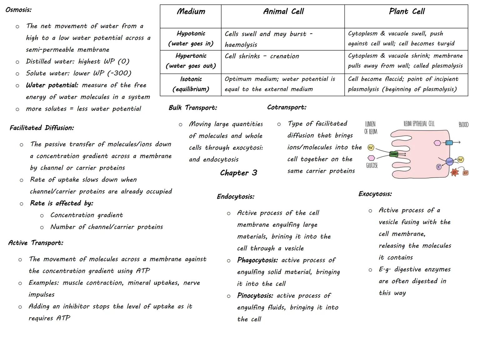 WJEC Biology A Level: Study Guides, Knowledge Organisers, and Past ...