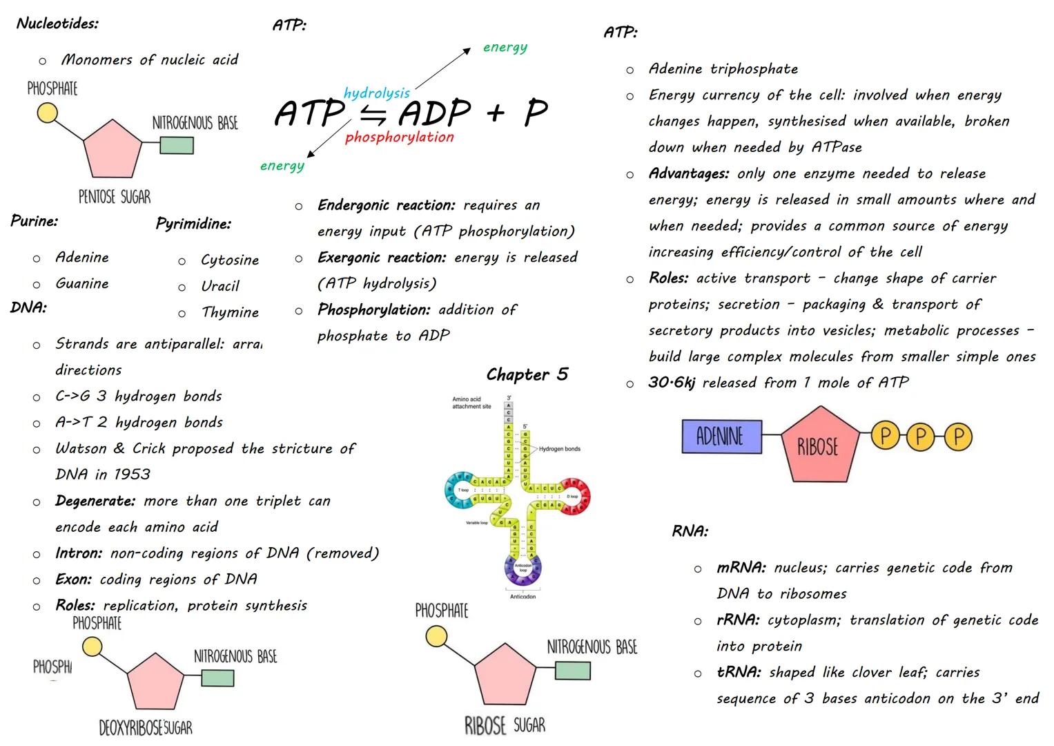 WJEC Biology A Level: Study Guides, Knowledge Organisers, and Past ...