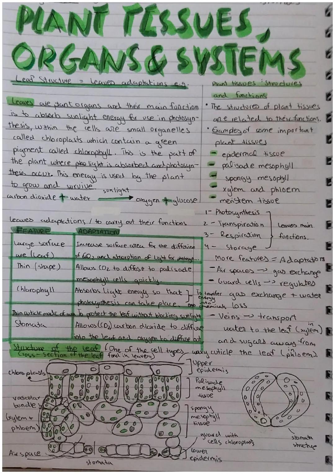 Simply explained: Plant, Tissues, Organs and systems (Biology) - Knowunity