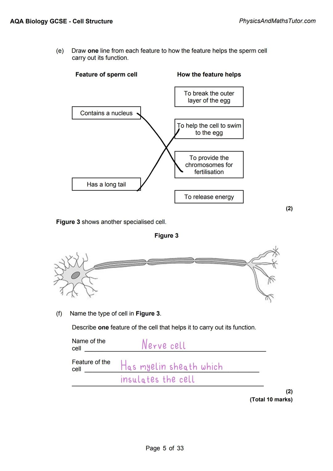 Cell Structure: Exam Questions + Answered (Biology) as PDF - Knowunity