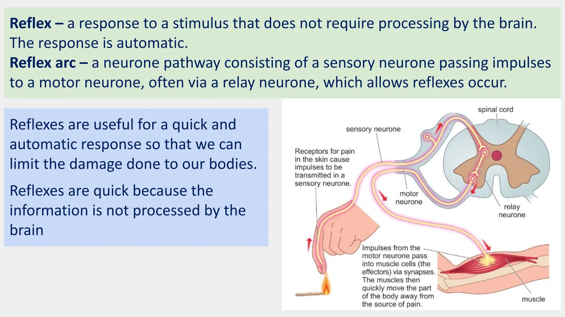 nervous response pathway