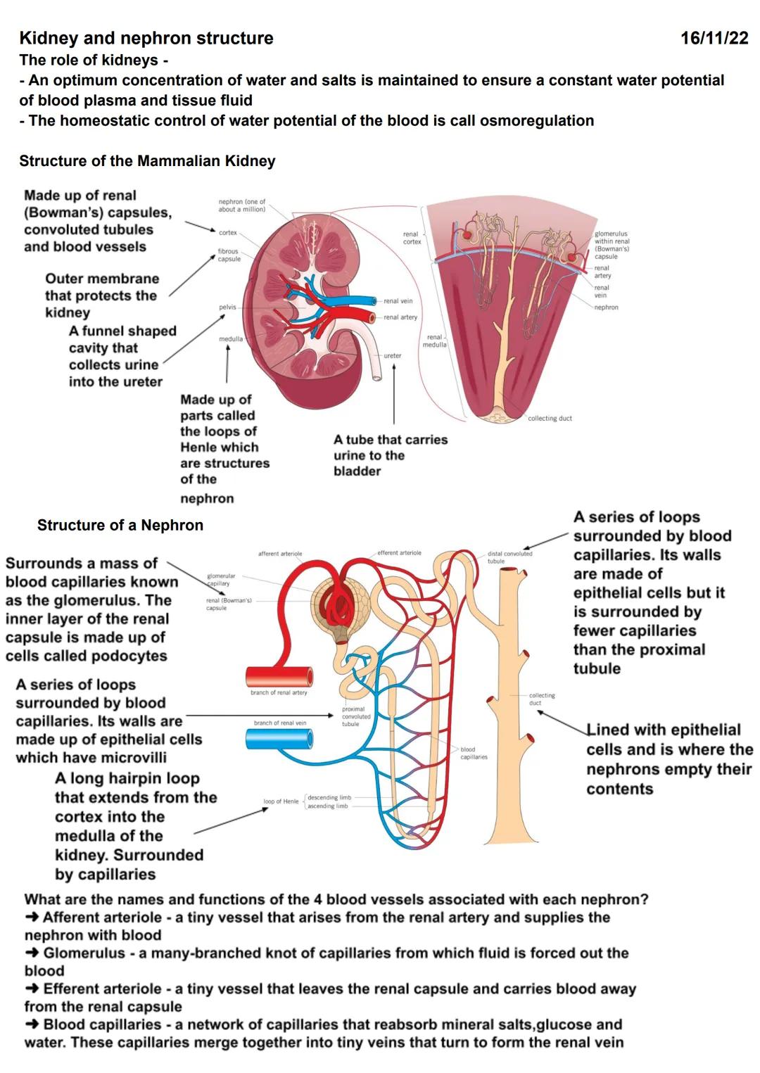Simply explained: Understanding Homeostasis: How Your Body Keeps Things ...
