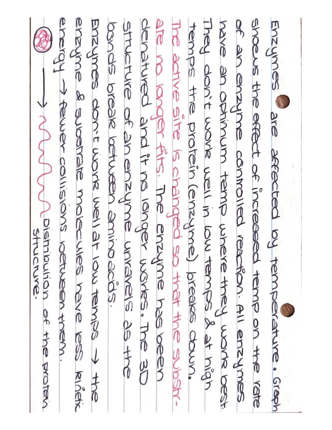 Understanding the Effect of pH and Temperature on Enzyme Activity ...