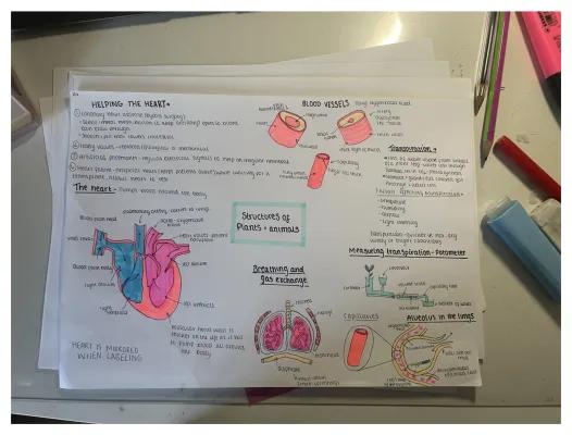The Heart GCSE Biology AQA - Heart Diagram and Functions for Kids ...