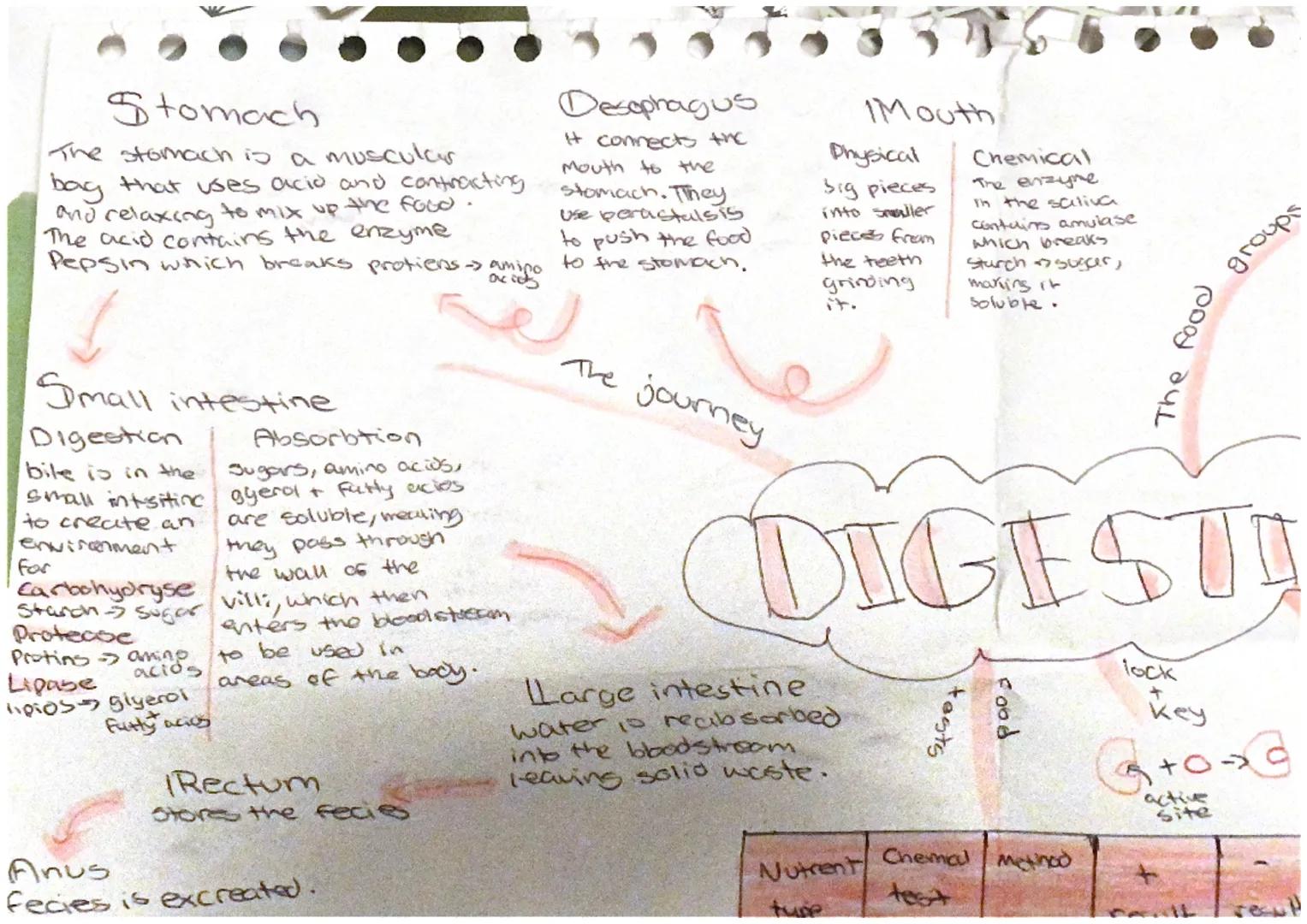 Fun Digestive System Study Notes for Year 8: Learn with PDF and BBC ...