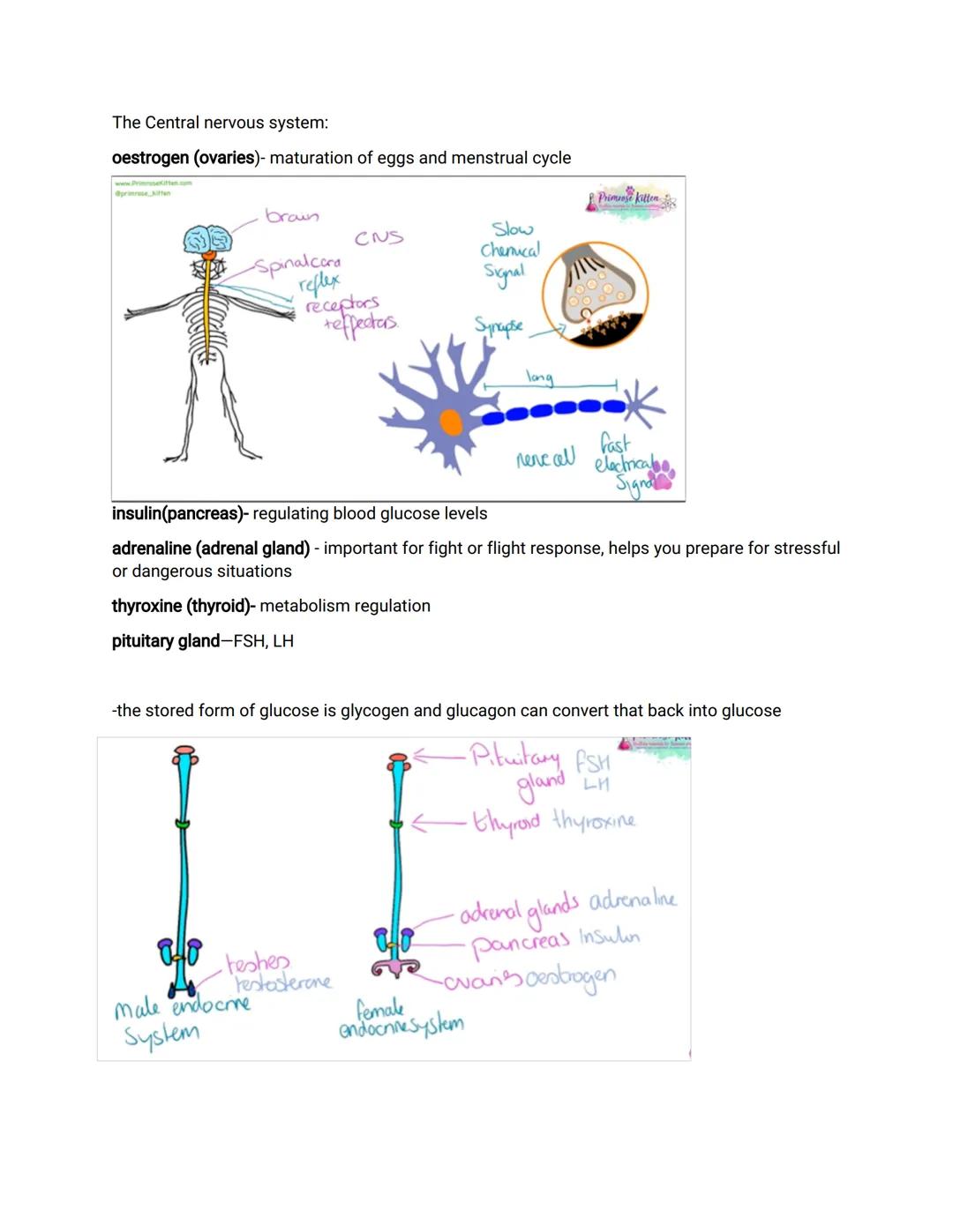 AQA Biology Paper 2 Notes & Exam Answers for Combined Science (Biology ...