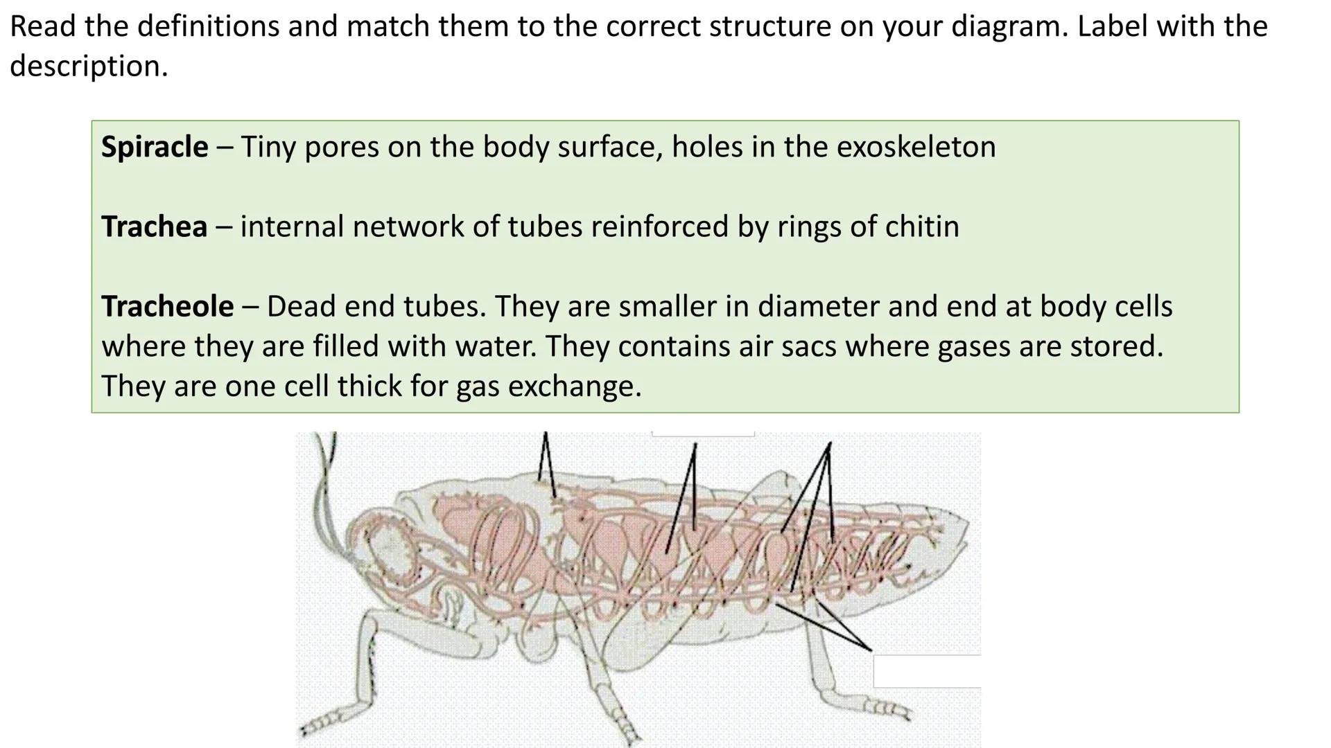 How Insects Breathe: The Tracheal System and Its Cool Adaptations ...