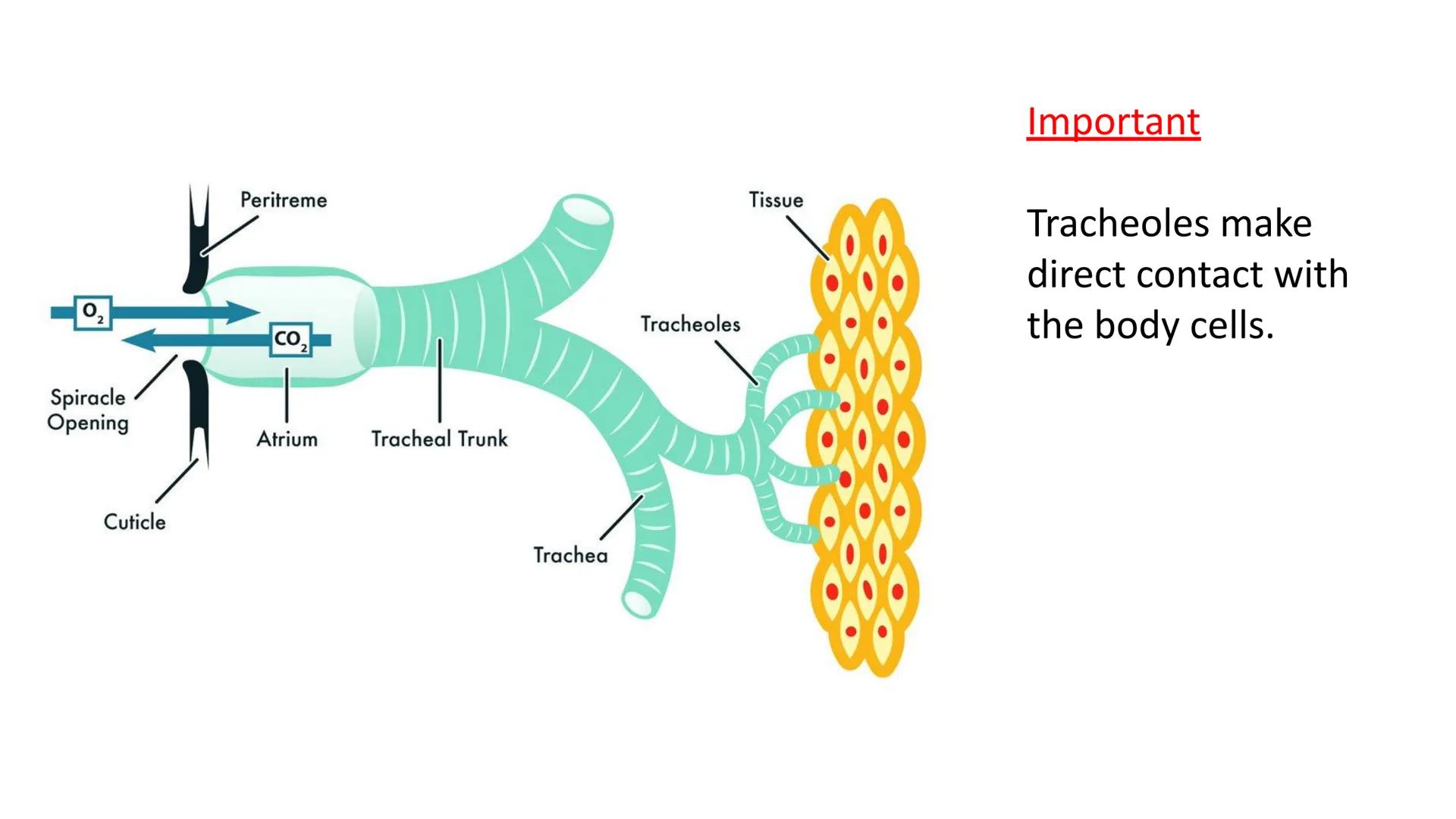 How Insects Breathe: The Tracheal System and Its Cool Adaptations ...