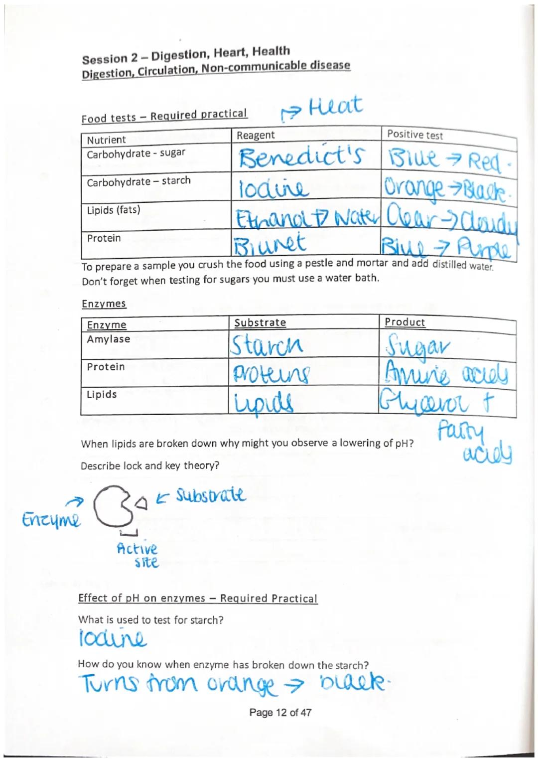 Simply explained: Combined Science: Biology Paper 1 (Revision Notes ...