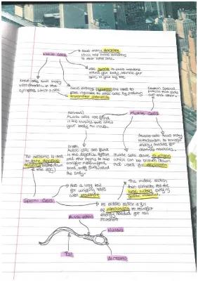 Stages of Mitosis for AQA A Level & GCSE Biology: Easy Guide (Biology ...