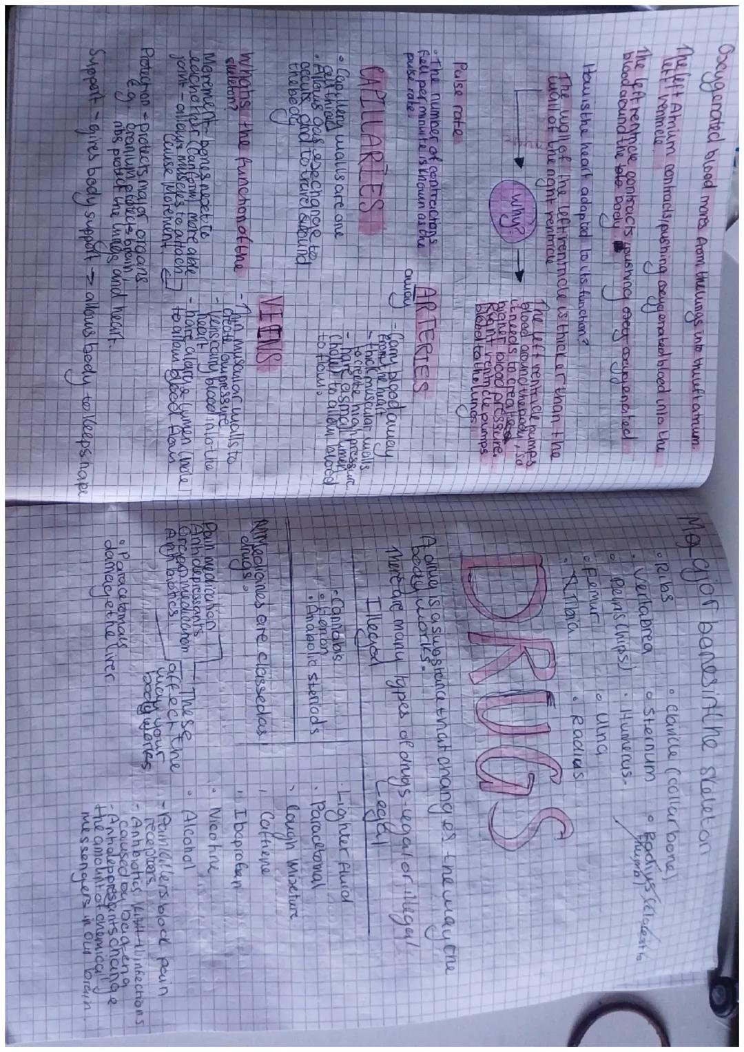 Year 7 Science: Breathing, Respiration, and Heart Function Notes ...