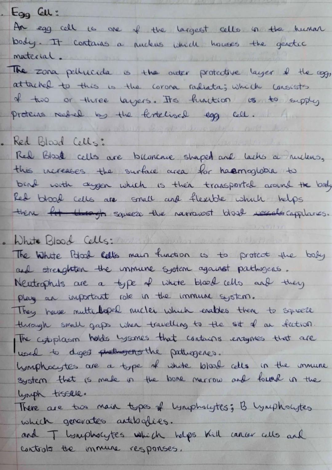 Simply explained: Specialised Cells: Revision, Examples, and Functions ...