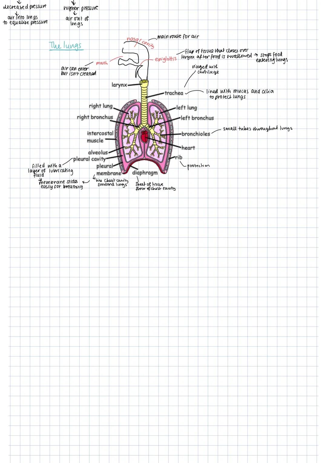 How Gas Exchange Works in Mammals, Fish, and Insects: Easy Guide with ...