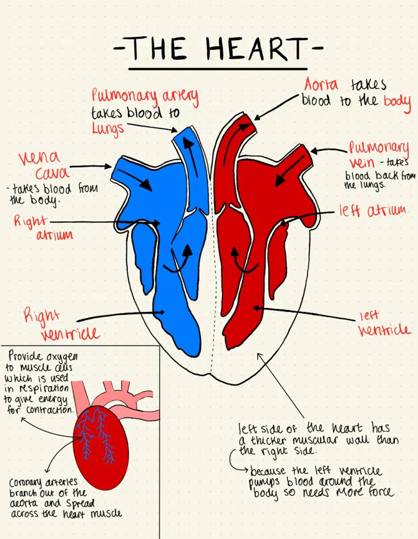 The Heart GCSE Biology AQA - Heart Diagram and Functions for Kids ...