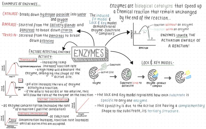 Enzymes Mind Map GCSE | A Level Biology Enzymes OCR, AQA, Edexcel ...