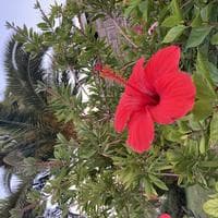 Simply explained: The Red Door by Iain Crichton Smith: Themes, Quotes ...