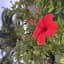 Simply explained: The Red Door by Iain Crichton Smith: Themes, Quotes ...