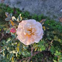 Understanding the Multi Store Model (MSM) - Evaluation and Case Studies ...