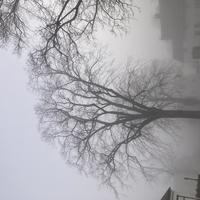 Simply explained: Piggy Character Analysis and Quotes in Lord of the ...