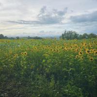 Simply explained: Fun with Proteins & Carbs: High Biological Value ...