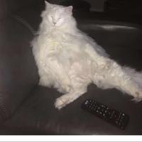 Remains Poem Analysis PDF - Simon Armitage Full Poem and Themes ...