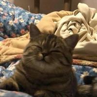 Minority Influence: Strengths, Limitations, and Examples for School ...