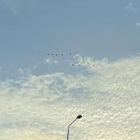 Tissue Poem Analysis for Power and Conflict GCSE | PDF and Answers ...