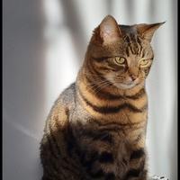 Simply explained: Macbeth Character Analysis: Banquo's Role and Quotes ...