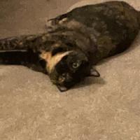 Understanding the Role of Lay Magistrates in the UK (Law) as PDF ...